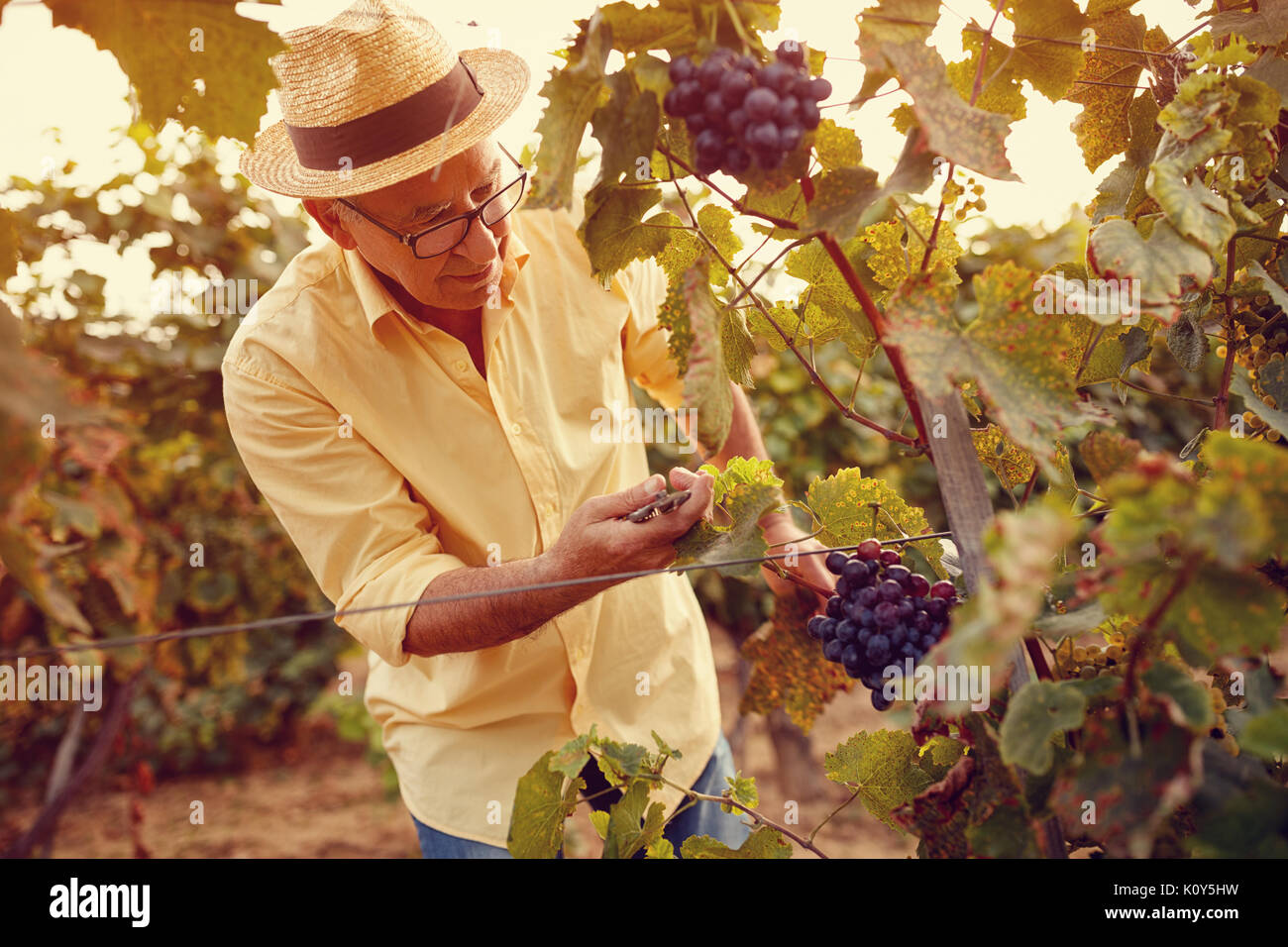 Grapes vineyard vine picking harvest hi-res stock photography and ...