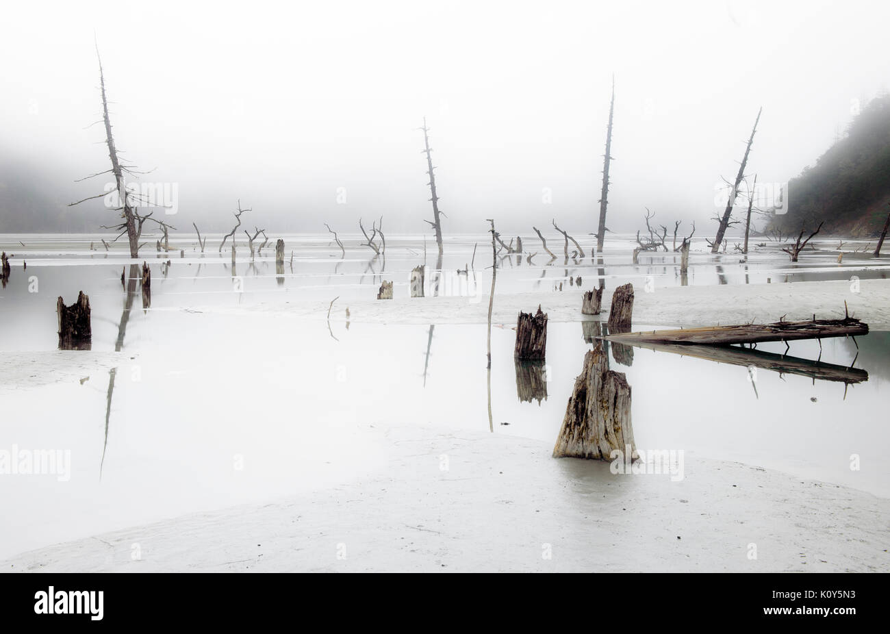 Ancient trees. Tibetan plateau Stock Photo - Alamy