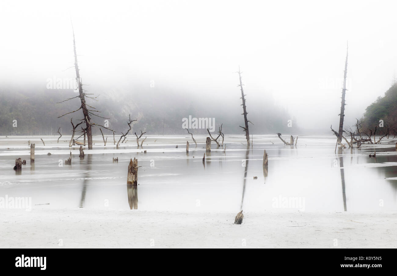 Ancient trees. Tibetan plateau Stock Photo - Alamy