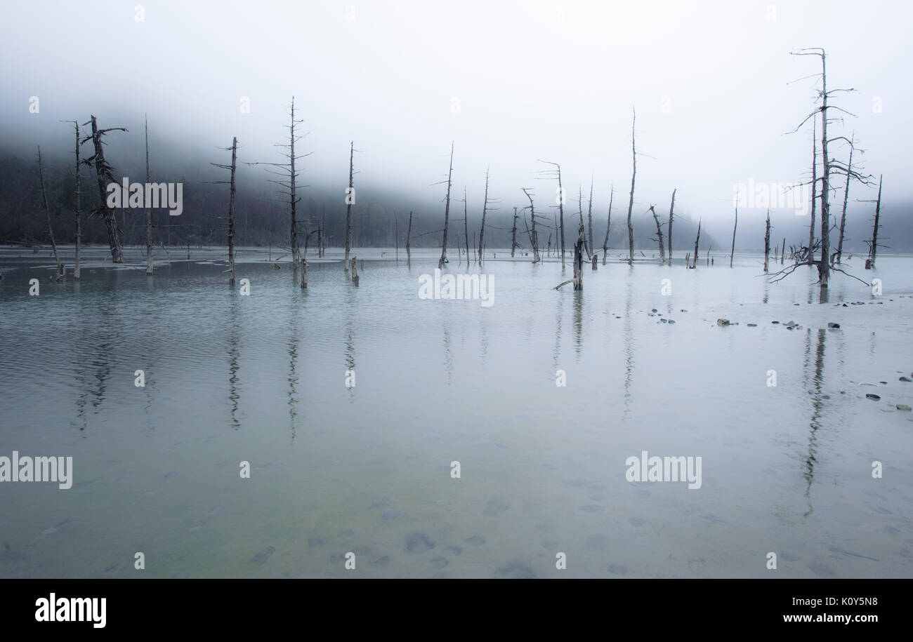Ancient trees. Tibetan plateau Stock Photo - Alamy