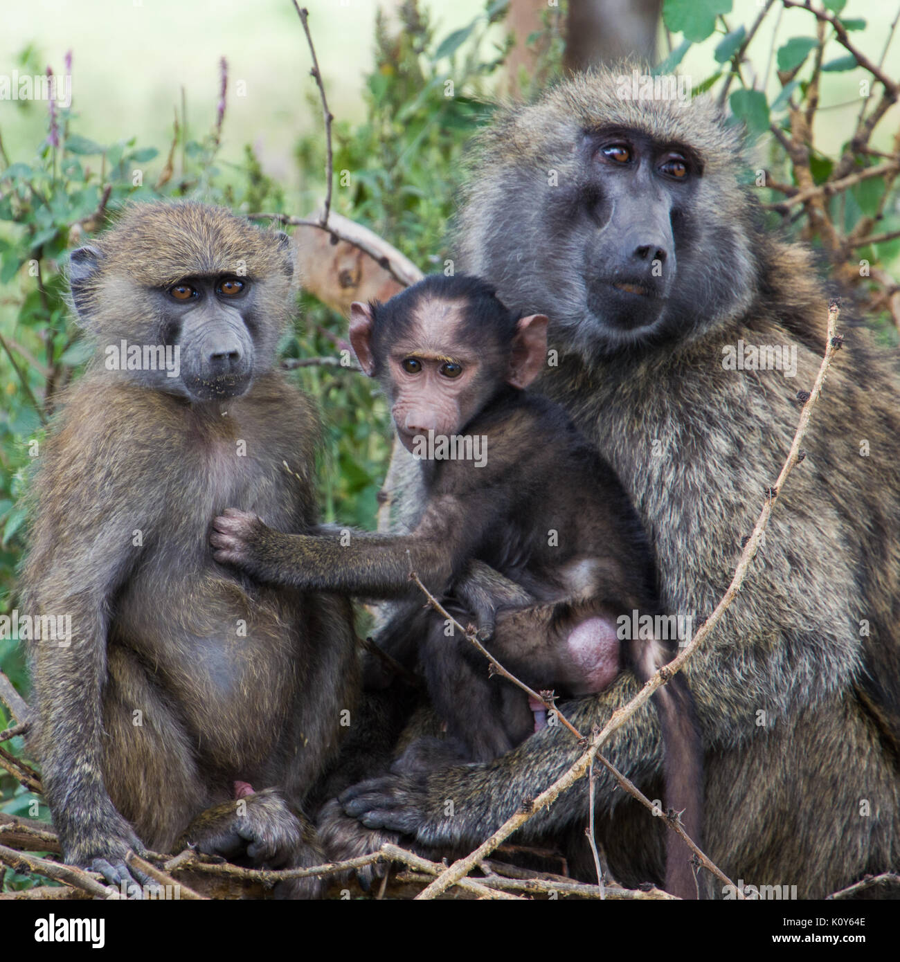 Dangerous baboons hi-res stock photography and images - Alamy