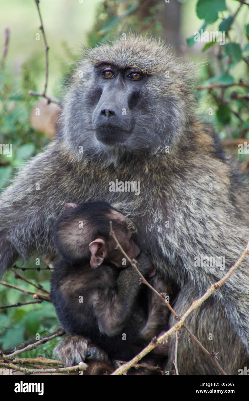 Baboon and monkeys hi-res stock photography and images - Alamy