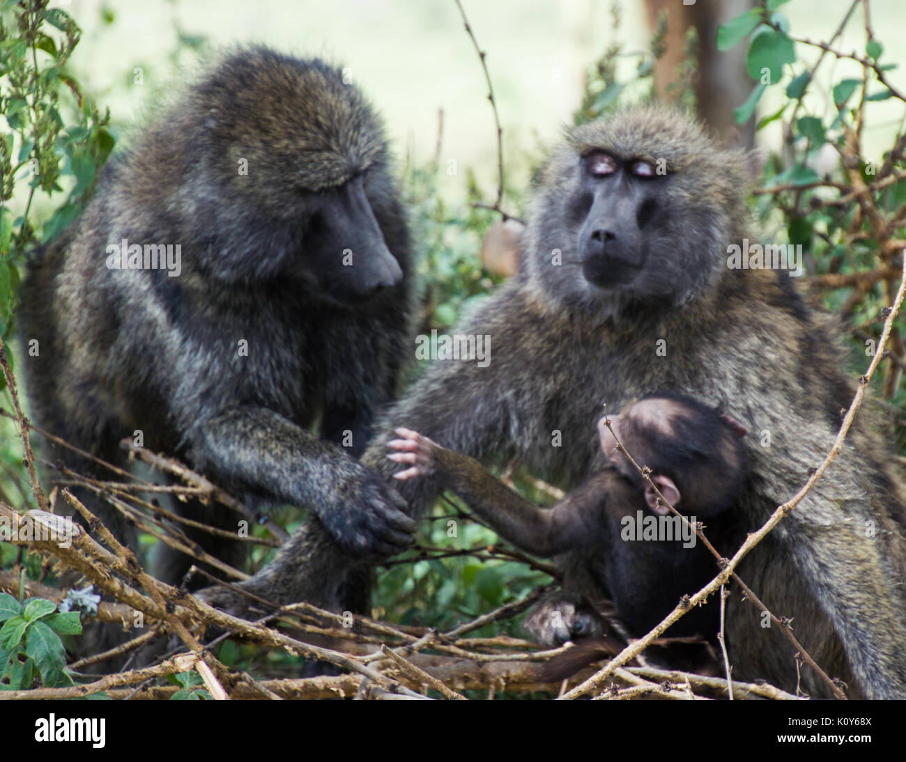 Dangerous Baboons High Resolution Stock Photography and Images - Alamy