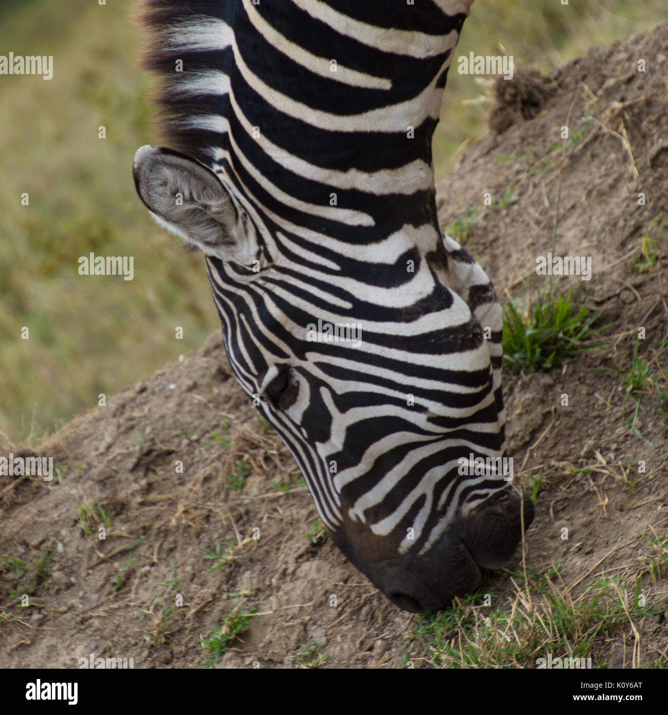 Zebra strips hi-res stock photography and images - Alamy