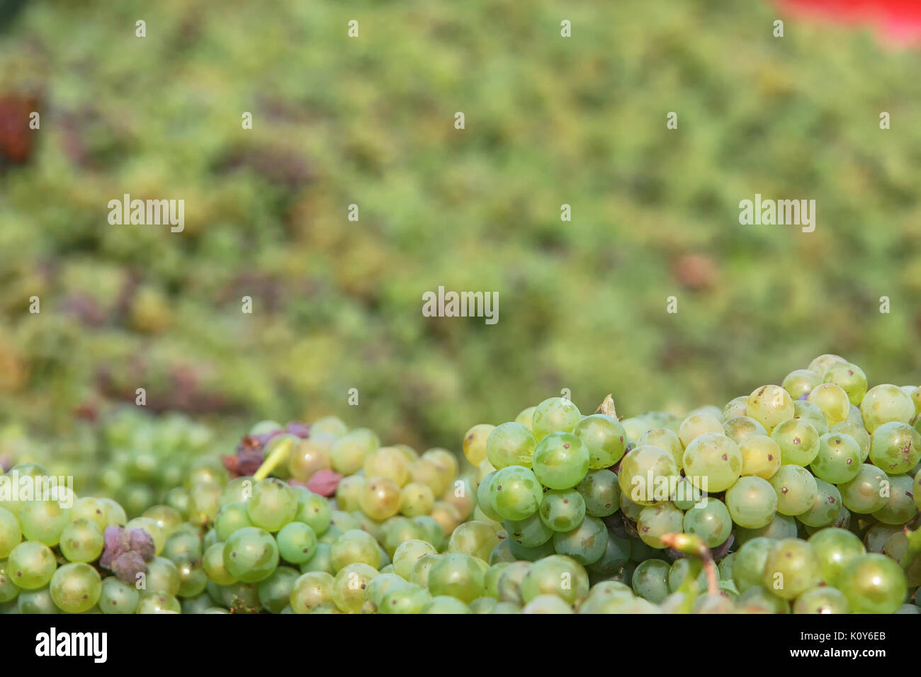 Grapes in vineyard. Lots of grapes on lot. Hard work in vineyard Stock ...