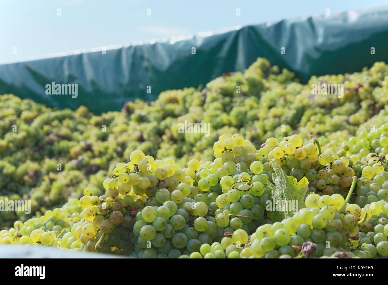 Grapes in vineyard. Lots of grapes on lot. Hard work in vineyard Stock ...