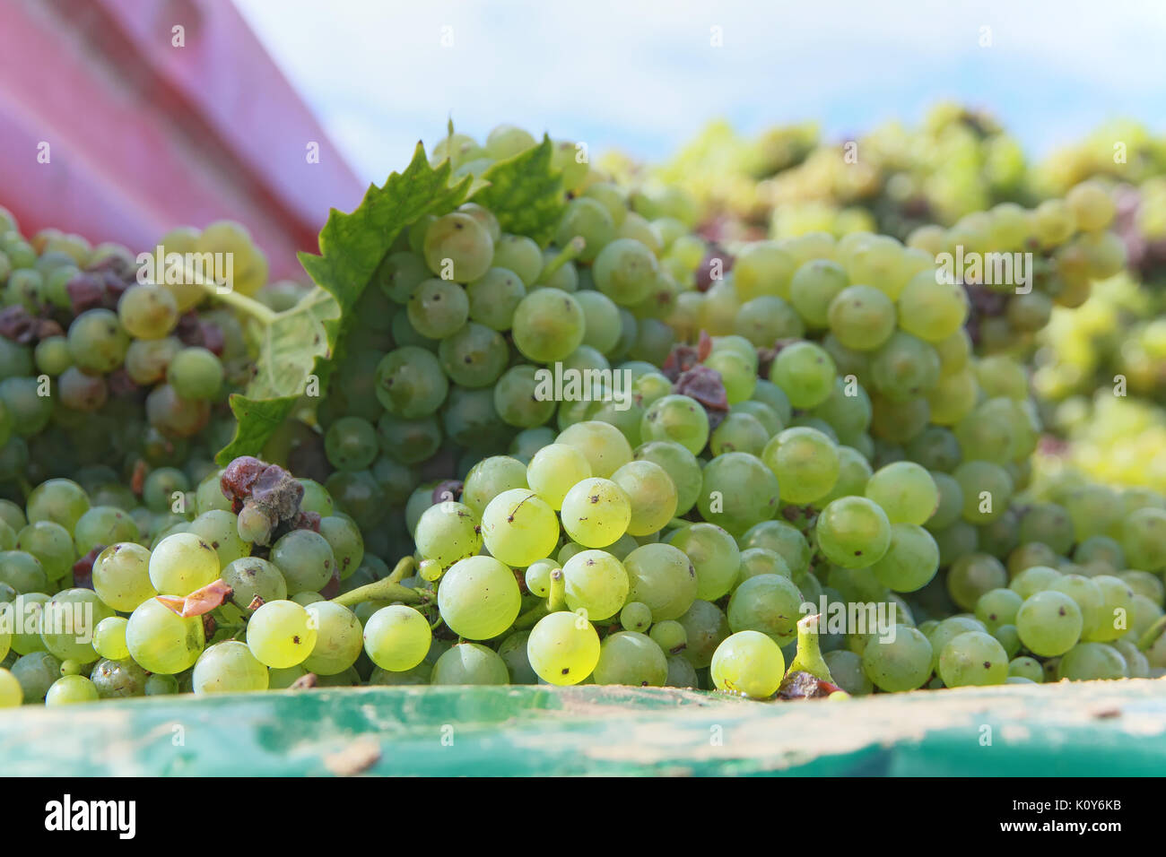 Grapes in vineyard. Lots of grapes on lot. Hard work in vineyard Stock ...