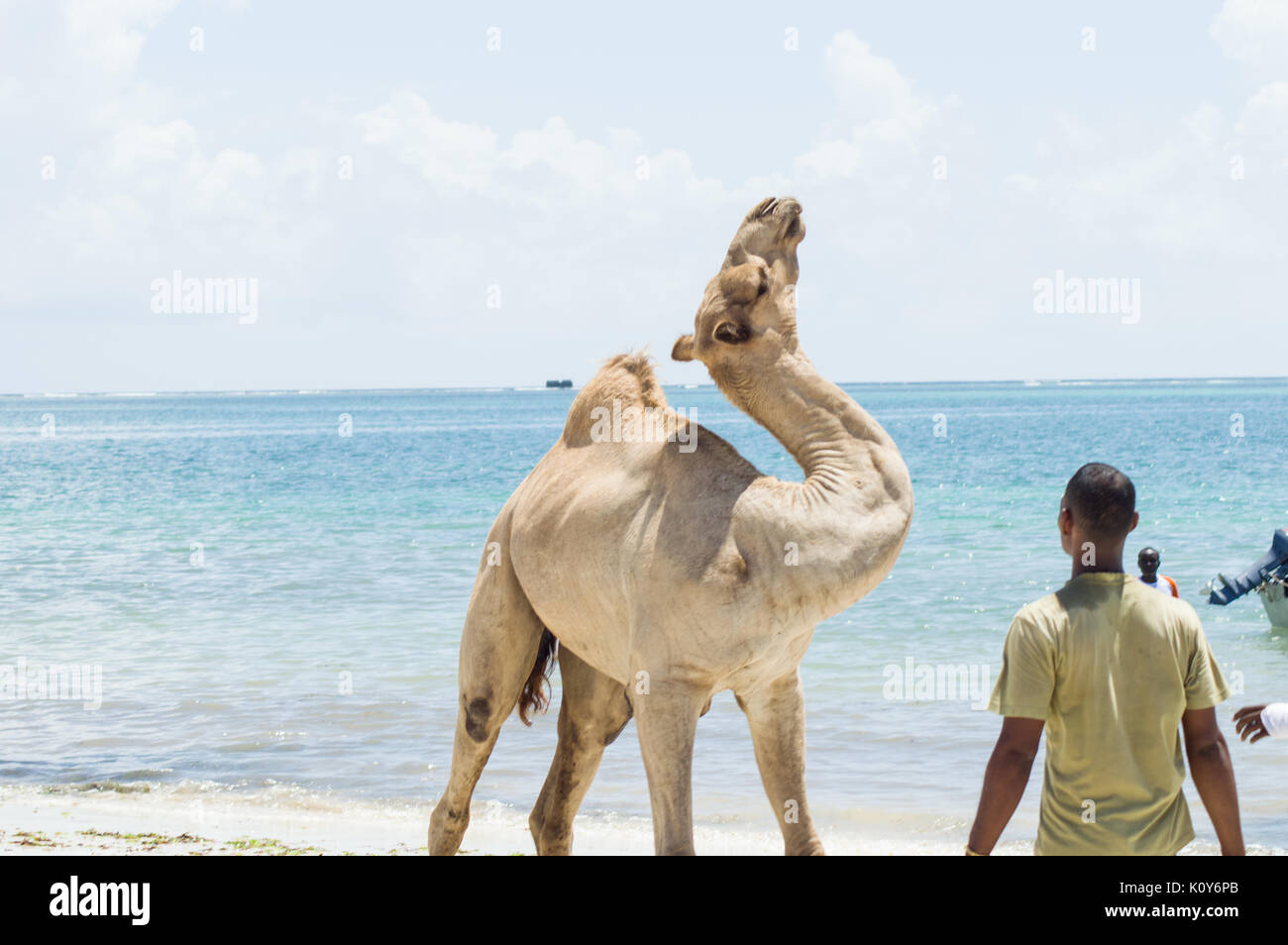Camel wallpaper hi-res stock photography and images - Alamy