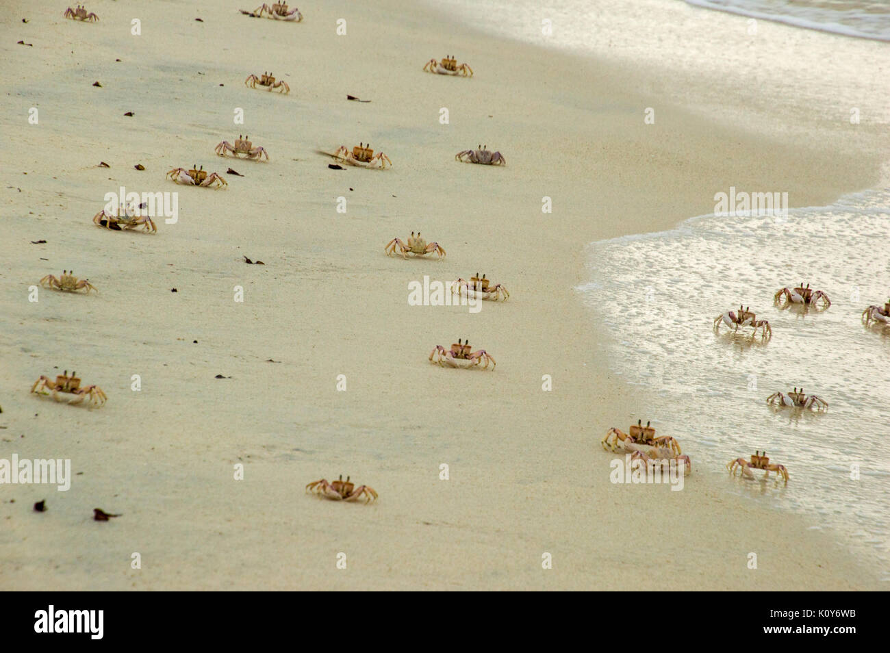 Crawling crabs hi-res stock photography and images - Alamy