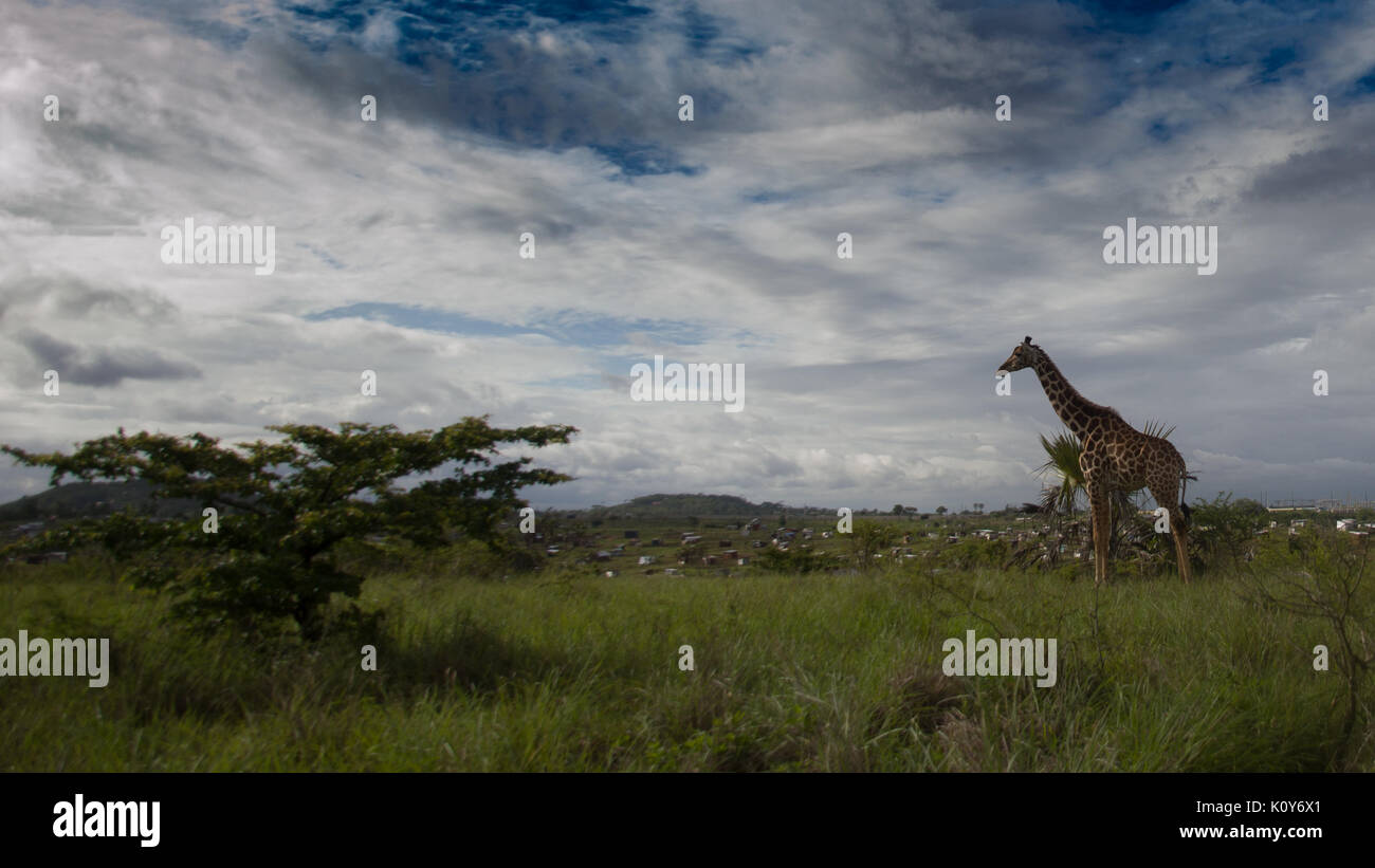 Giraffe wallpaper hi-res stock photography and images - Alamy