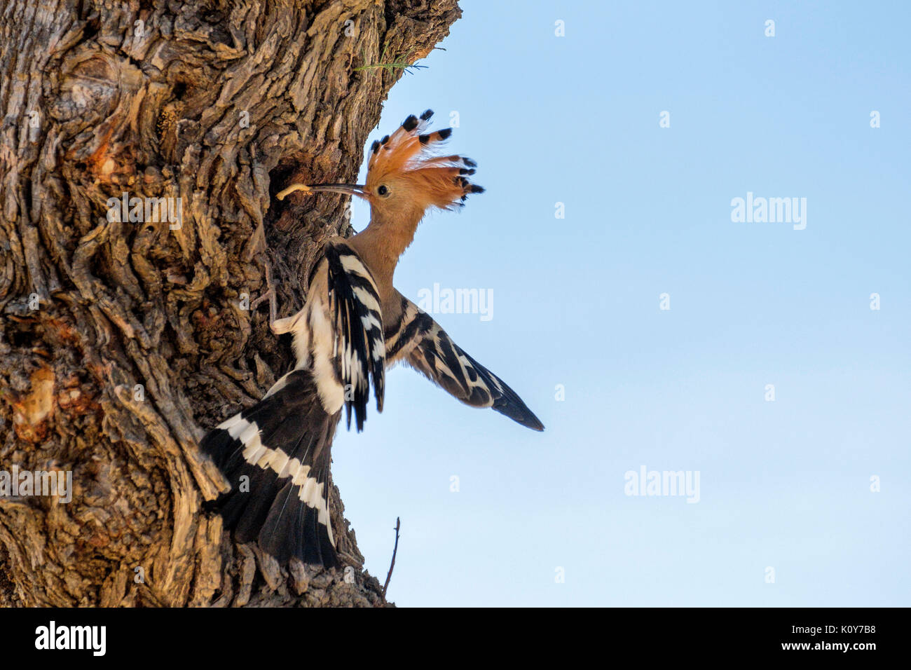 Hoopoe tree europe hi-res stock photography and images - Alamy