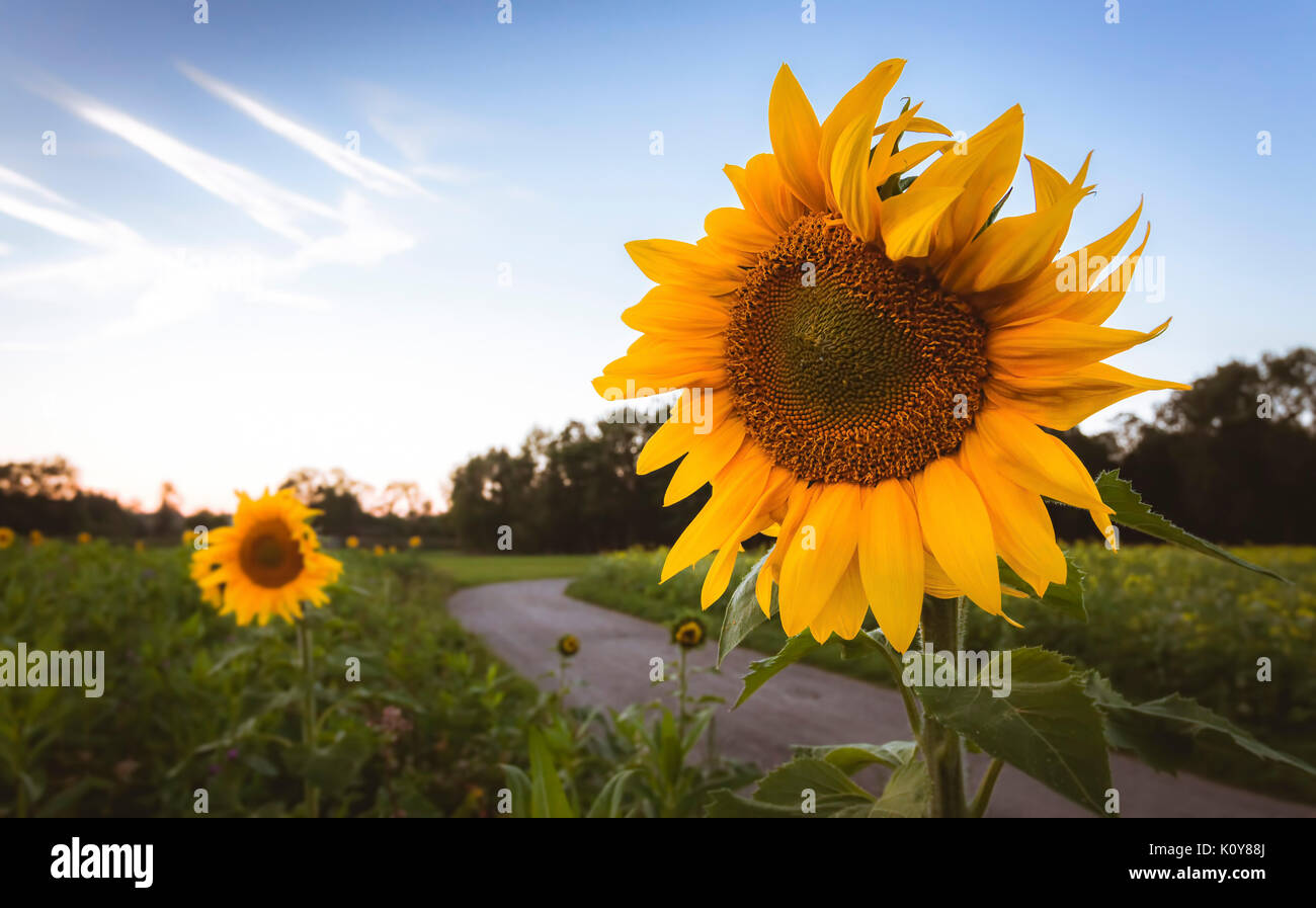 Sunflower under blue sky Stock Photo - Alamy