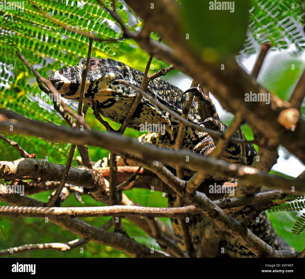 A goanna is any of several Australian monitor lizards of the genus ...