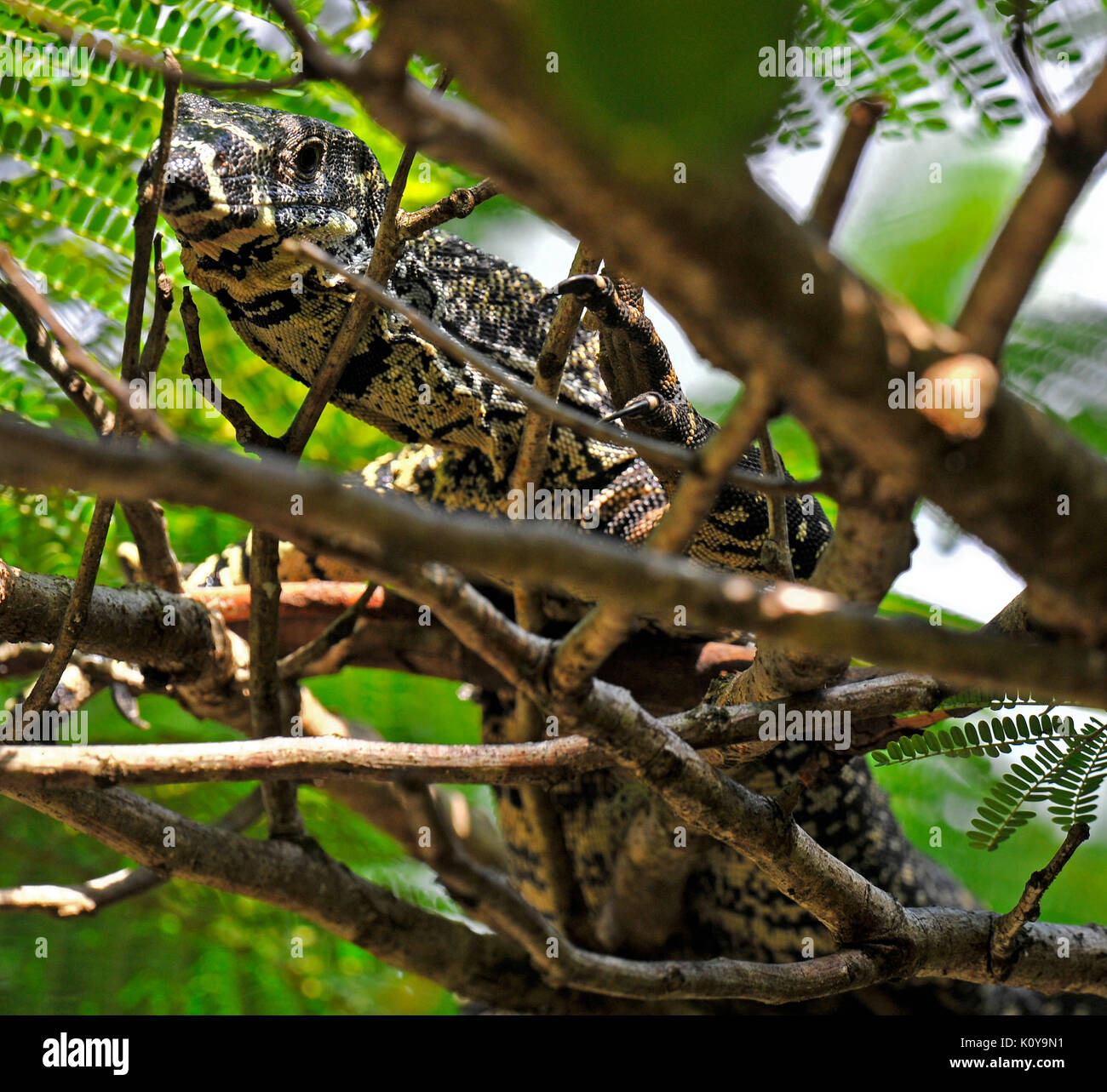A goanna is any of several Australian monitor lizards of the genus ...