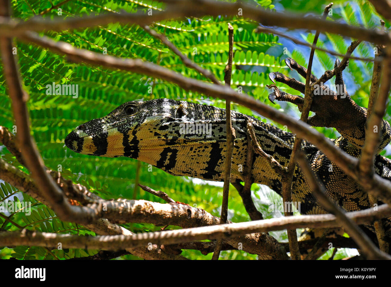 A goanna is any of several Australian monitor lizards of the genus ...