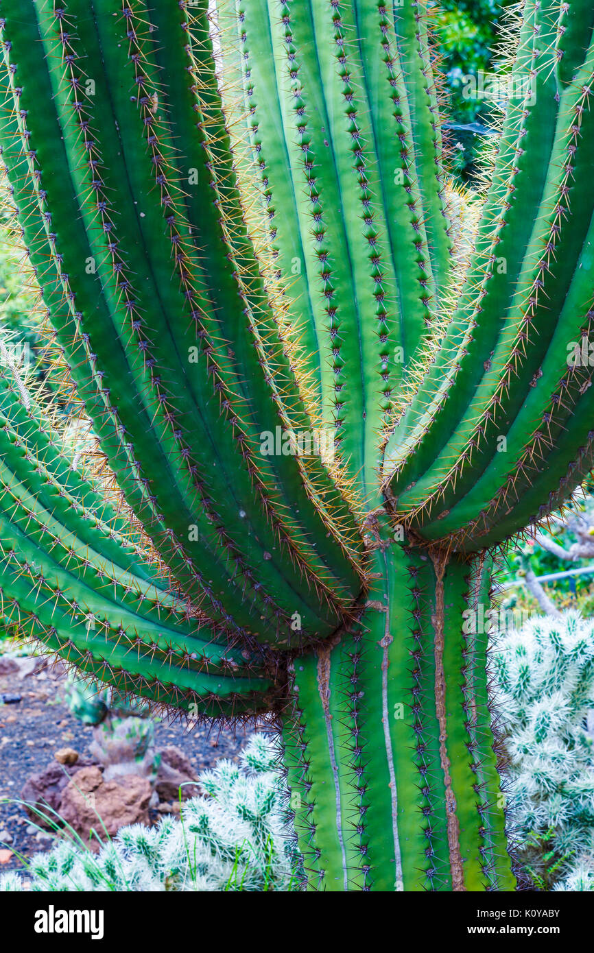 Saguaro cactus (Carnegiea gigantea Stock Photo - Alamy