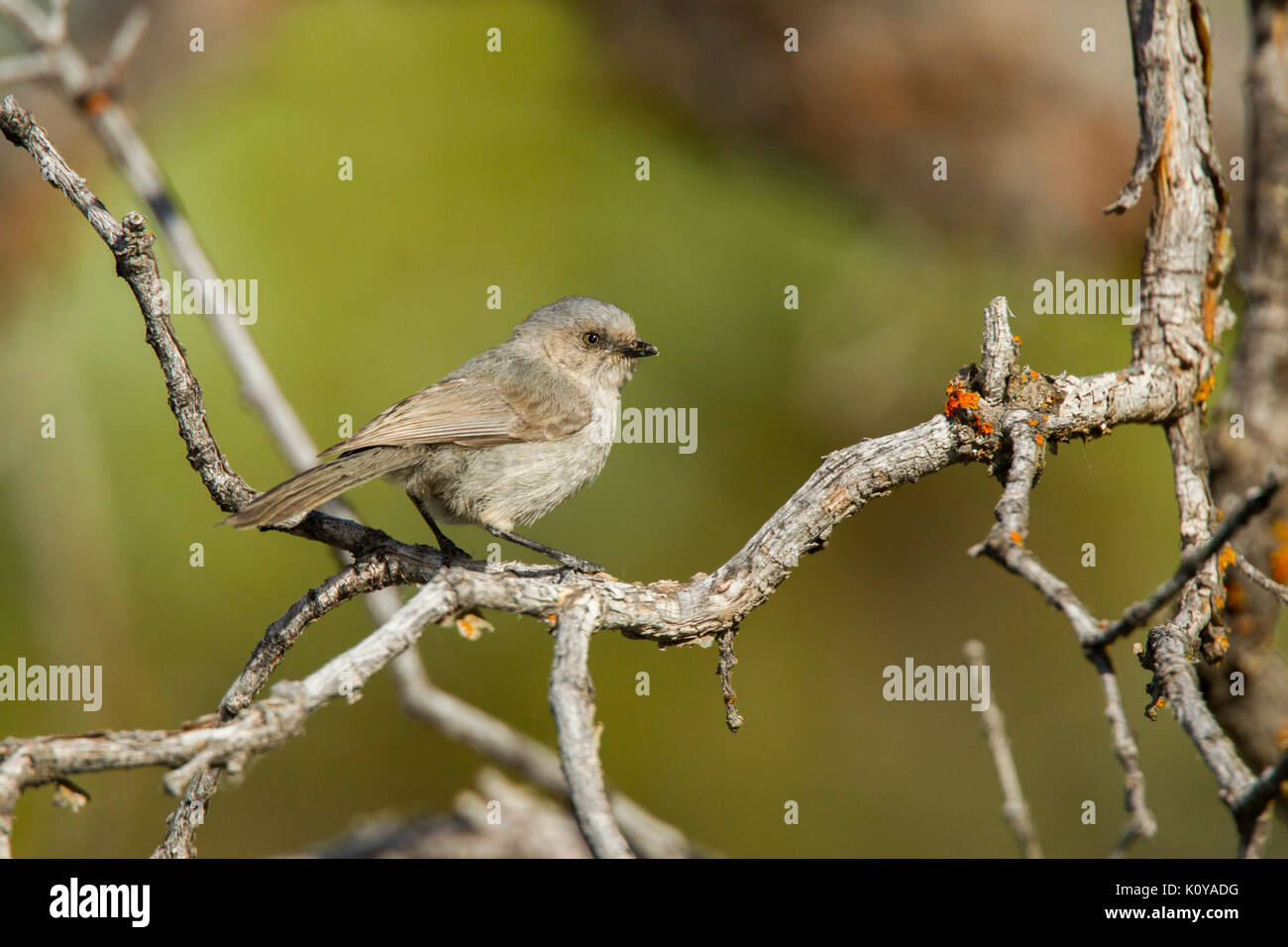 Bushtit bird hi-res stock photography and images - Alamy