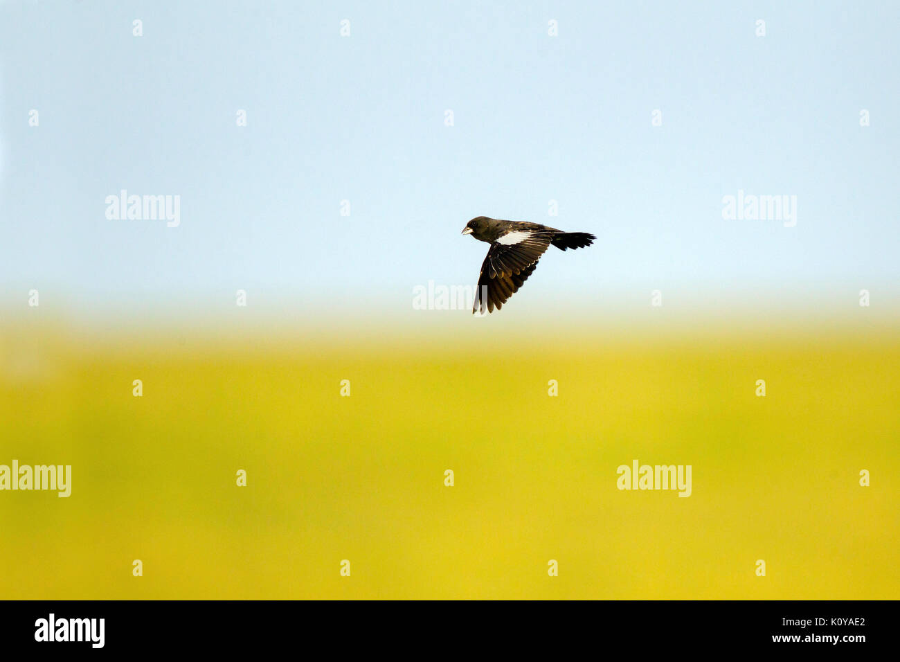 Lark bunting colorado hi-res stock photography and images - Alamy