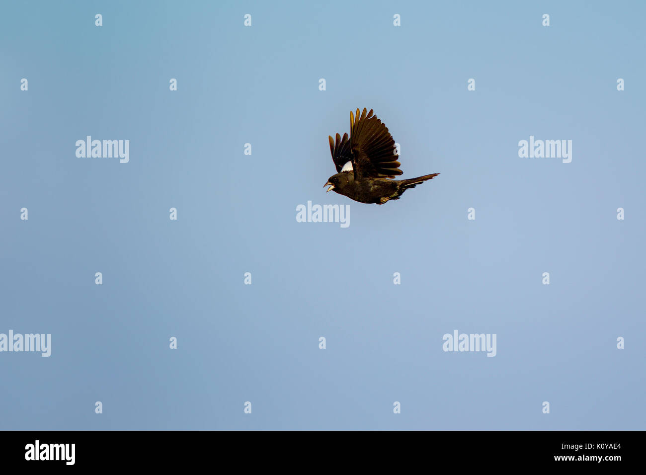Lark bunting hi-res stock photography and images - Alamy