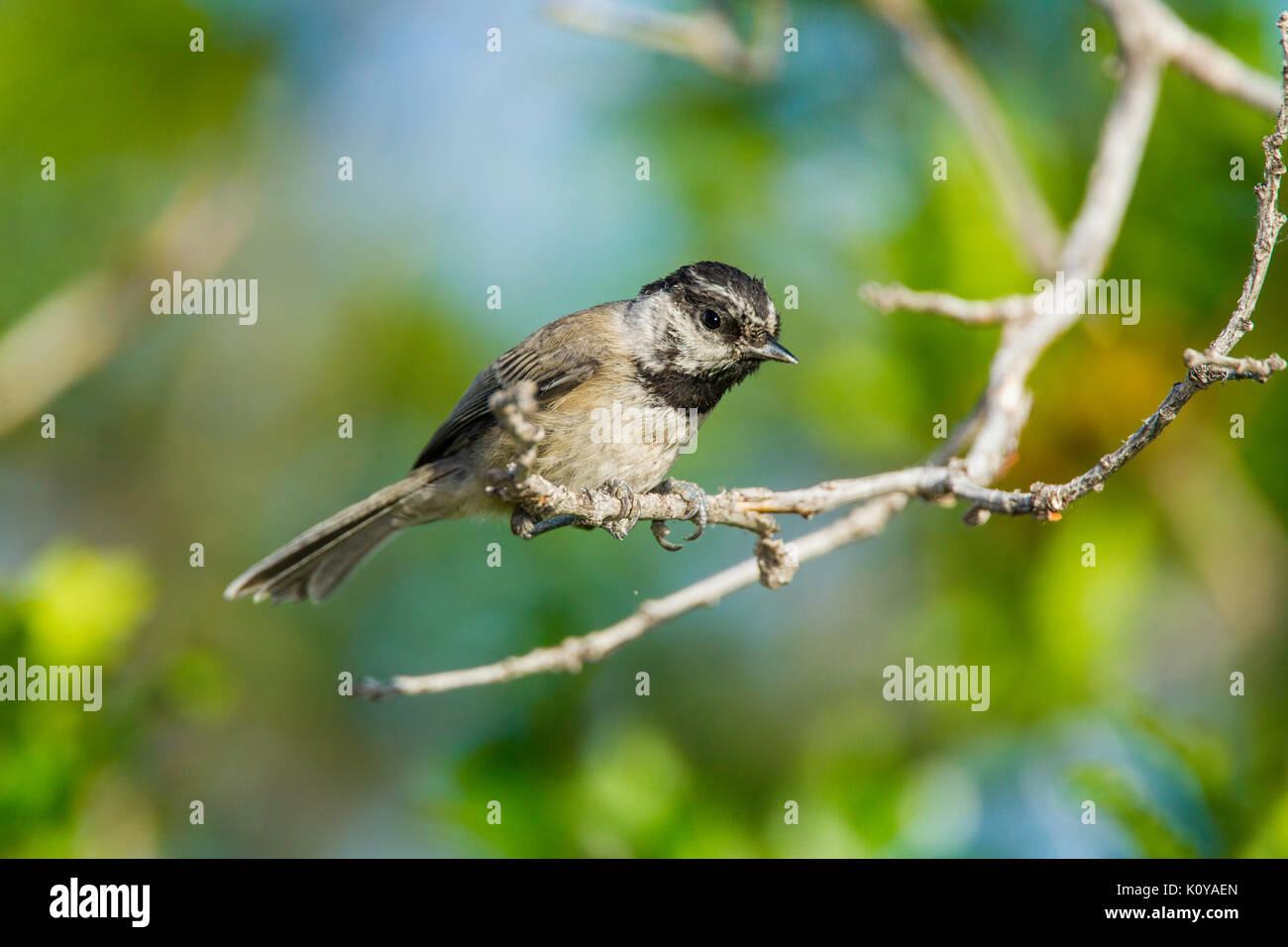 Mountain Chickadee Poecile gambeli Black Canyon of the Gunnison ...