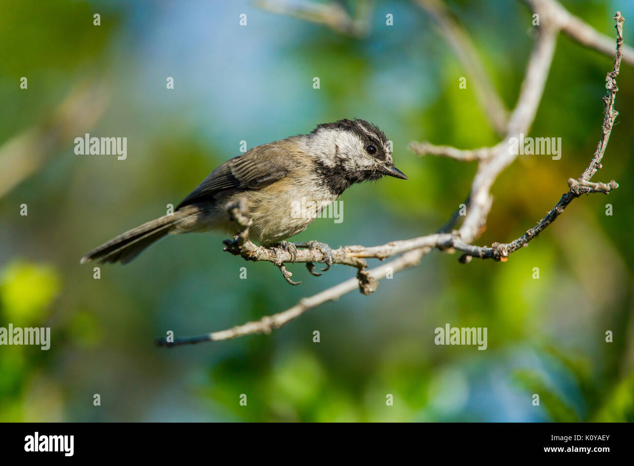 Mountain Chickadee Poecile gambeli Black Canyon of the Gunnison ...