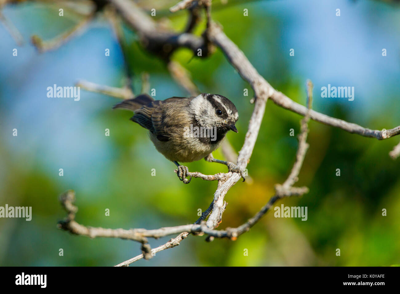 Mountain Chickadee Poecile gambeli Black Canyon of the Gunnison ...