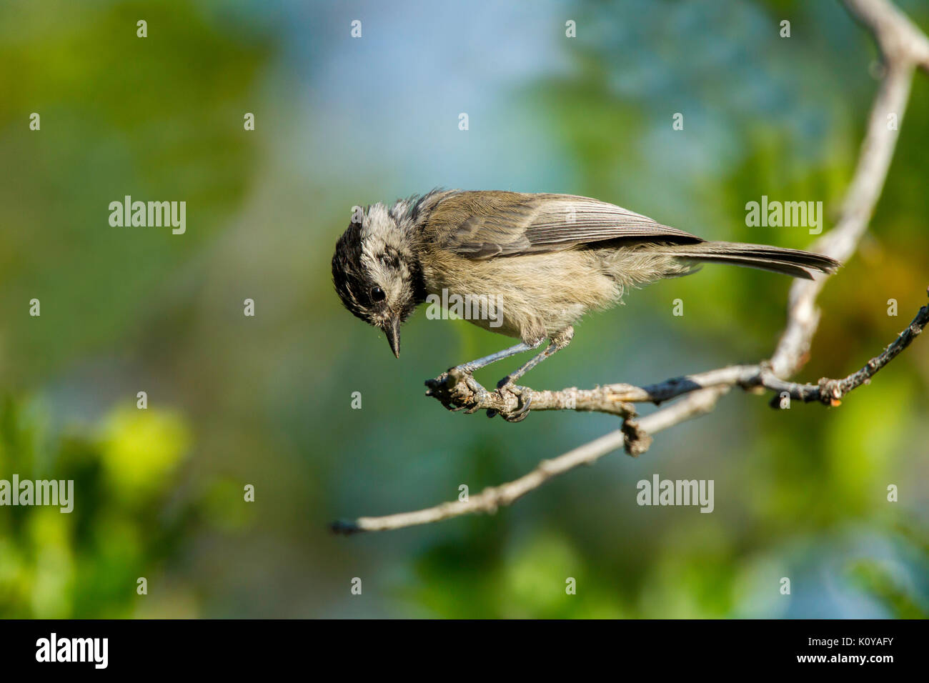 Mountain Chickadee Poecile gambeli Black Canyon of the Gunnison ...