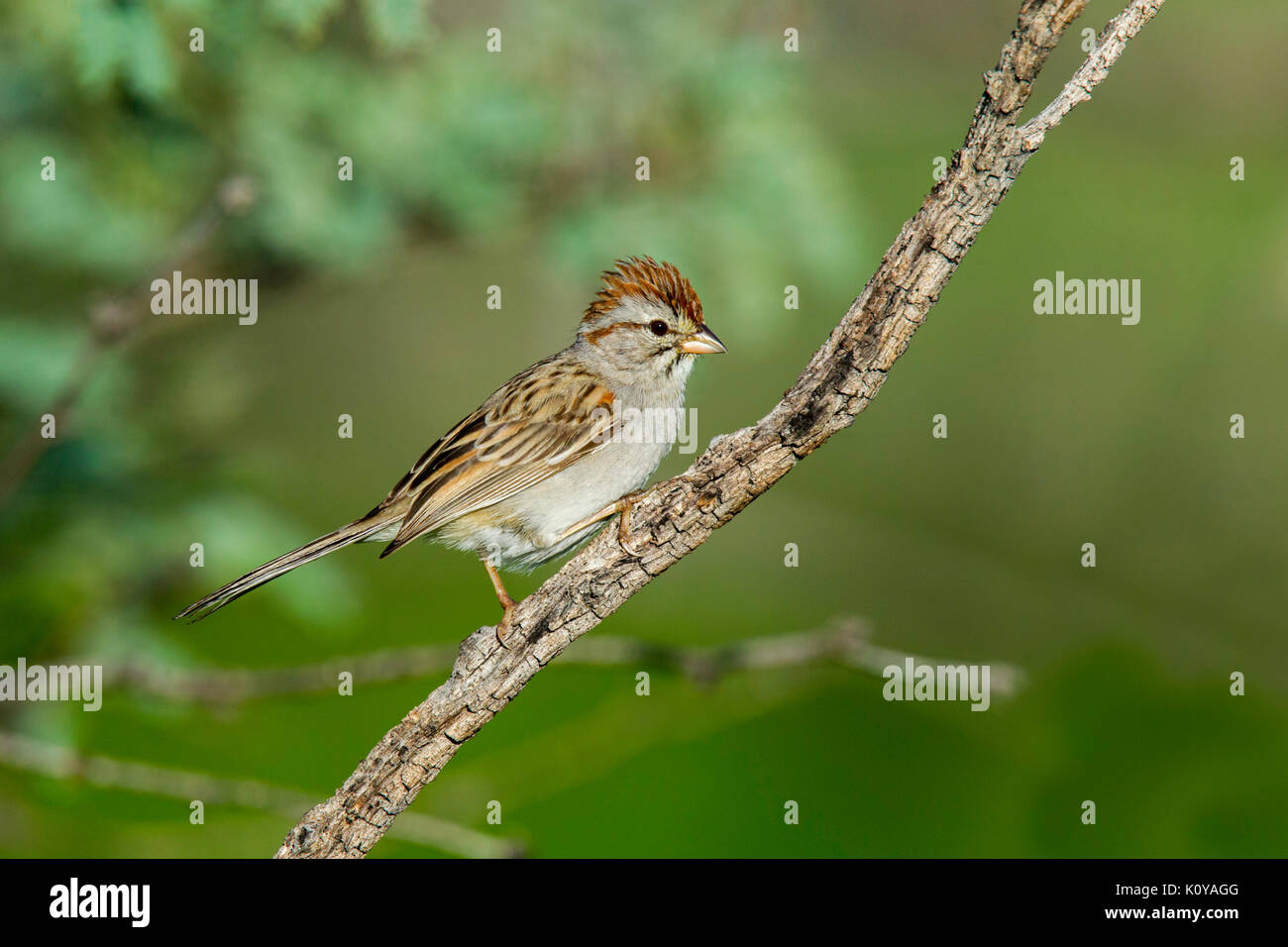 Insects of arizona hi-res stock photography and images - Alamy