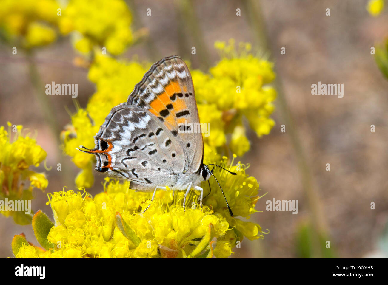 Tailed Copper Lyvaena arota Black Canyon of the Gunnison National Park ...