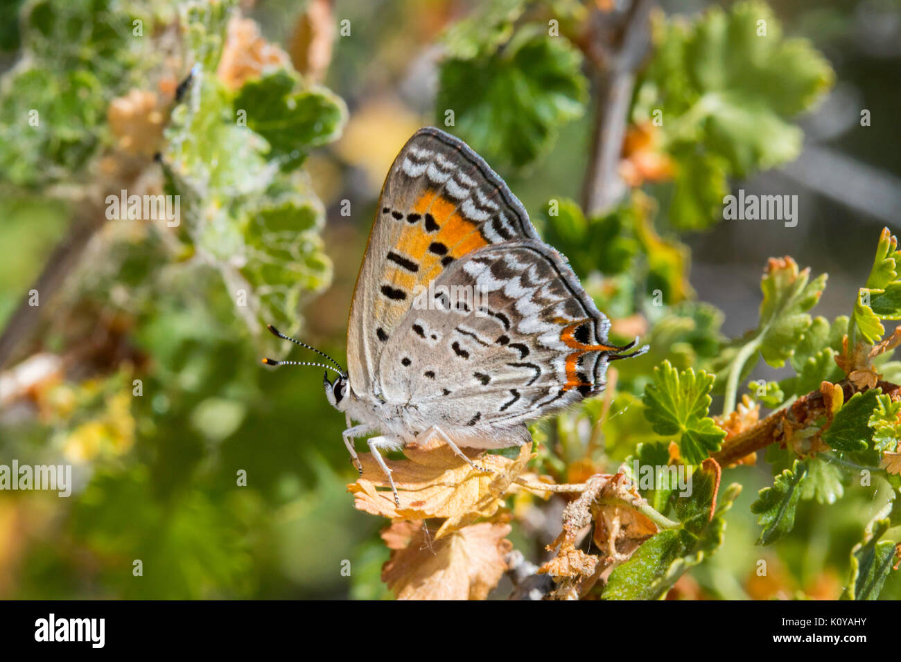 Tailed Copper Lyvaena arota Black Canyon of the Gunnison National Park ...
