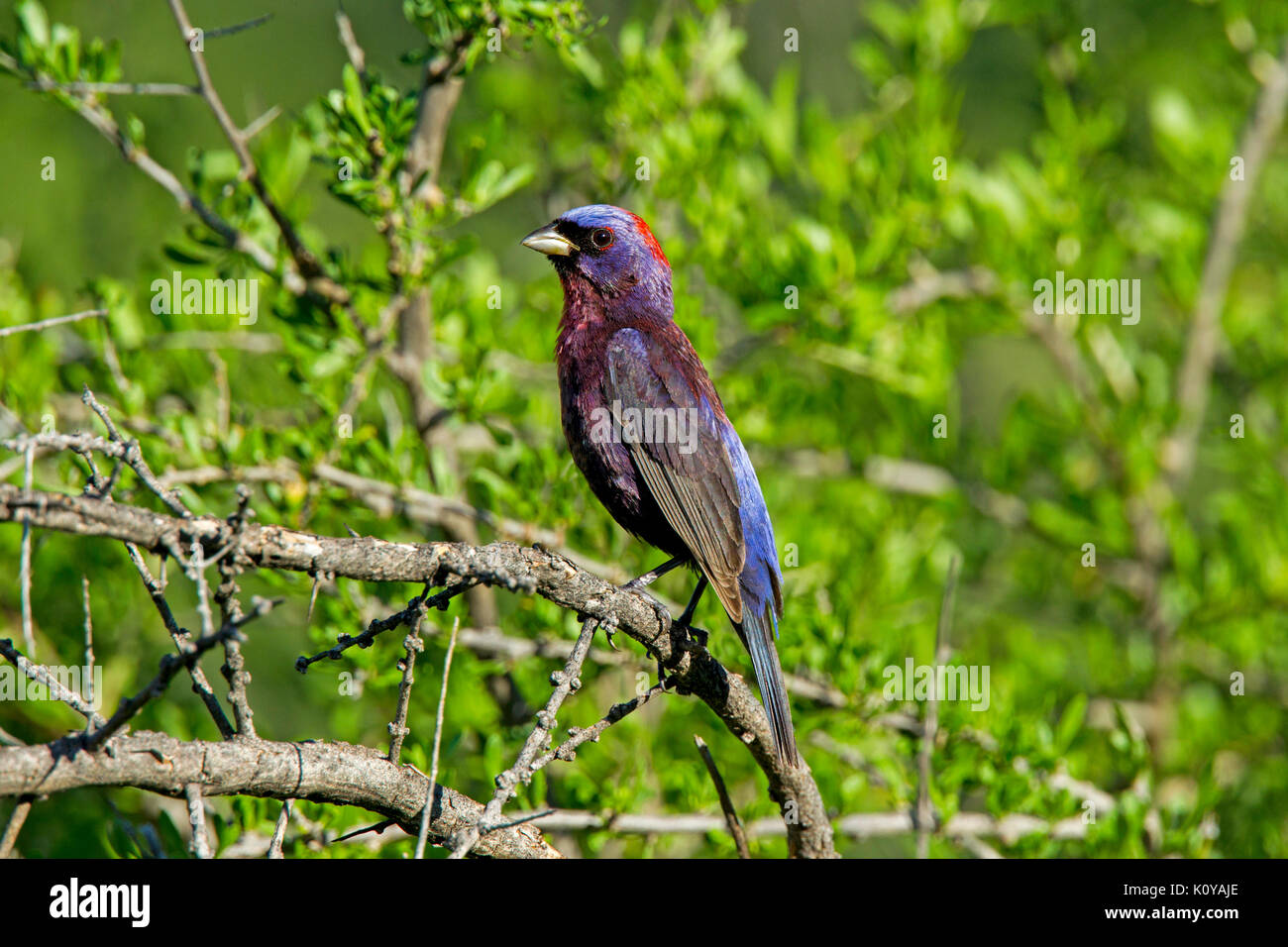 Passerina versicolor hi-res stock photography and images - Alamy