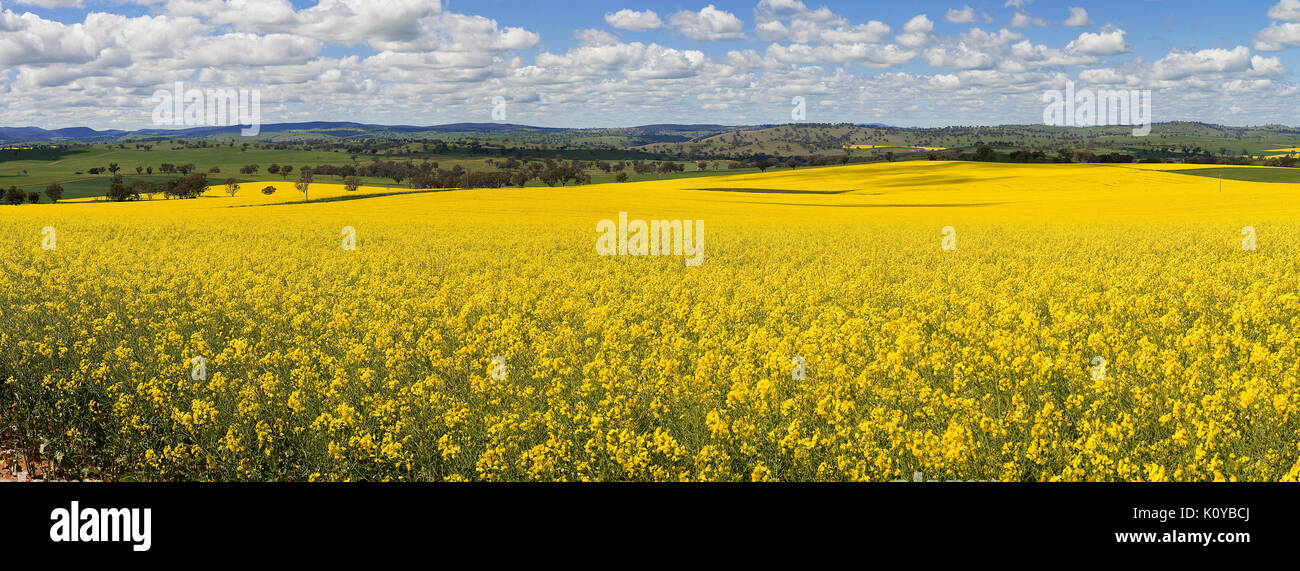 Australian canola hi-res stock photography and images - Alamy