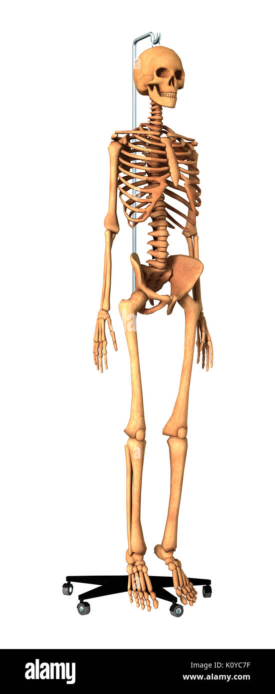 3D rendering of a human skeleton on a stand isolated on white ...