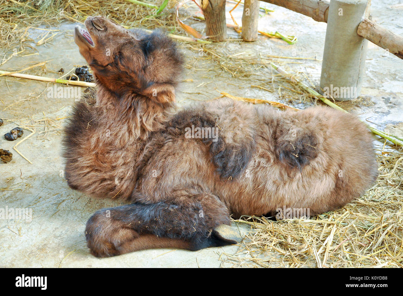 Camel bone hi-res stock photography and images - Alamy