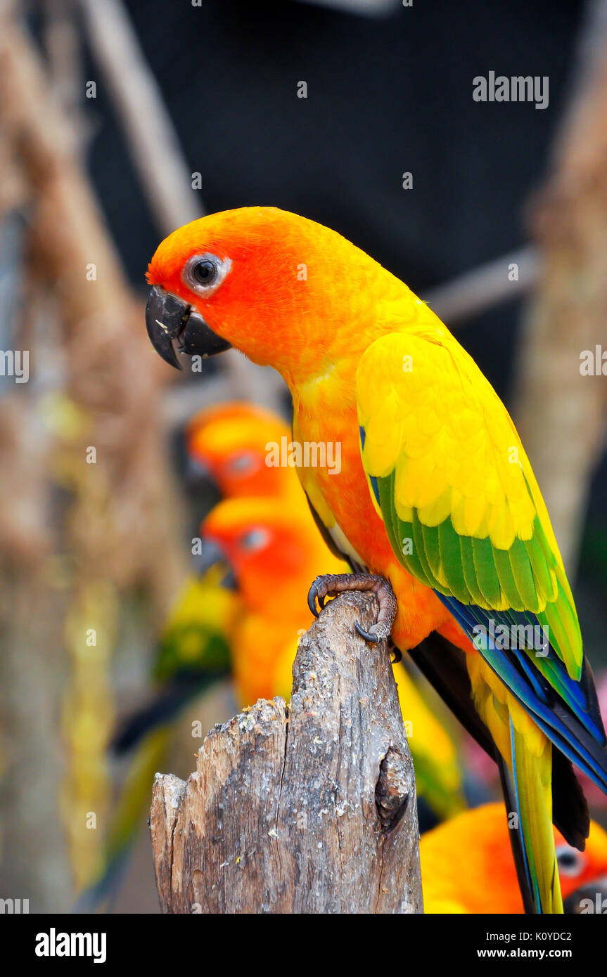 Underwing coverts hi-res stock photography and images - Alamy