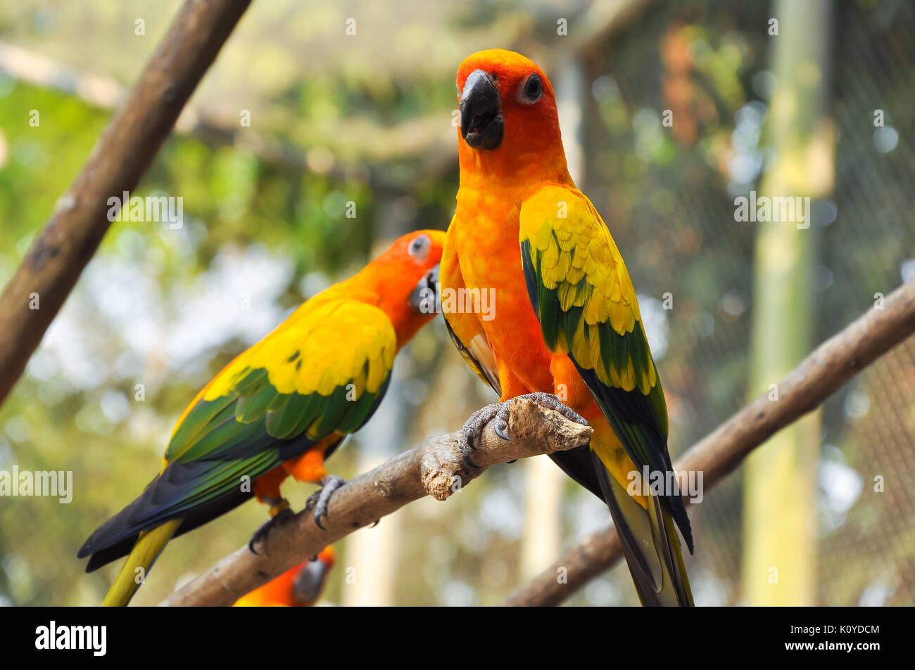 Sun Conure has a rich yellow crown, nape, mantle, lesser wing-coverts ...