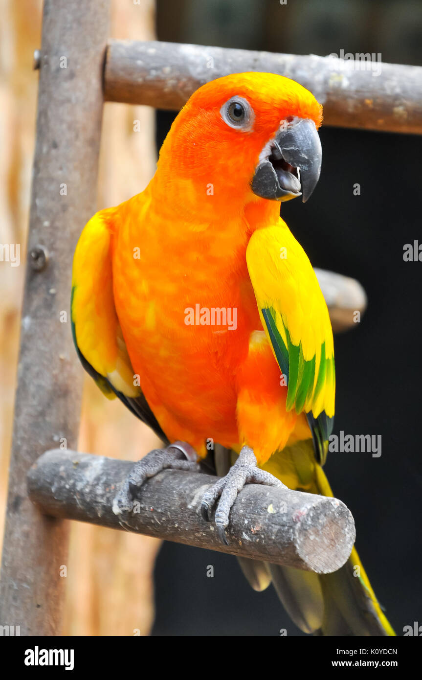Sun Conure has a rich yellow crown, nape, mantle, lesser wing-coverts ...