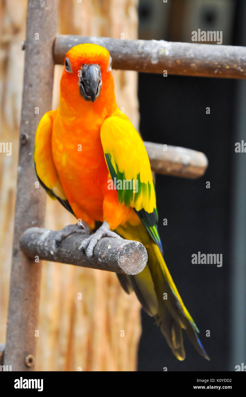 Greater wing coverts hi-res stock photography and images - Alamy