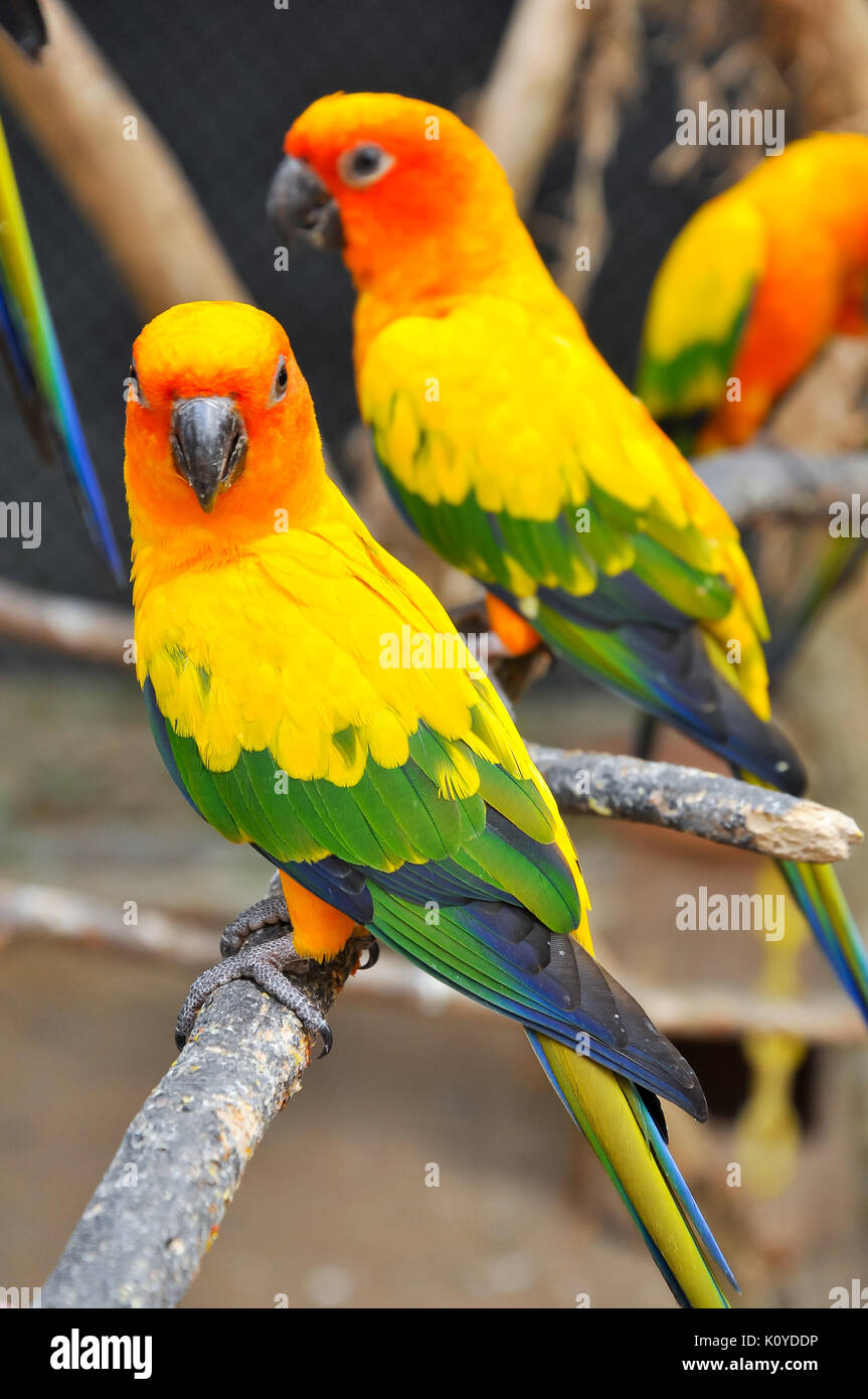 Sun Conure has a rich yellow crown, nape, mantle, lesser wing-coverts ...