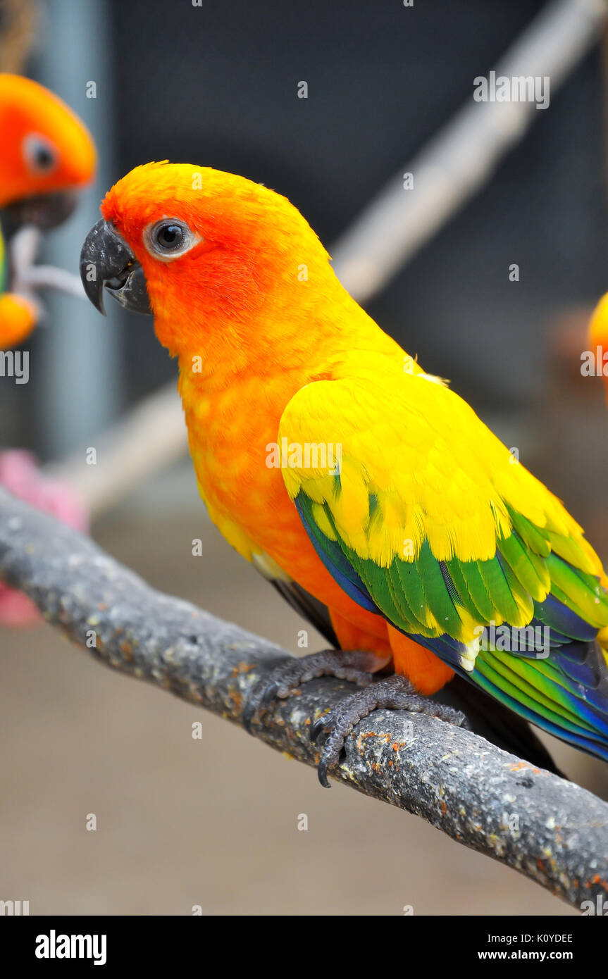 Crown cockatoo High Resolution Stock Photography and Images - Alamy