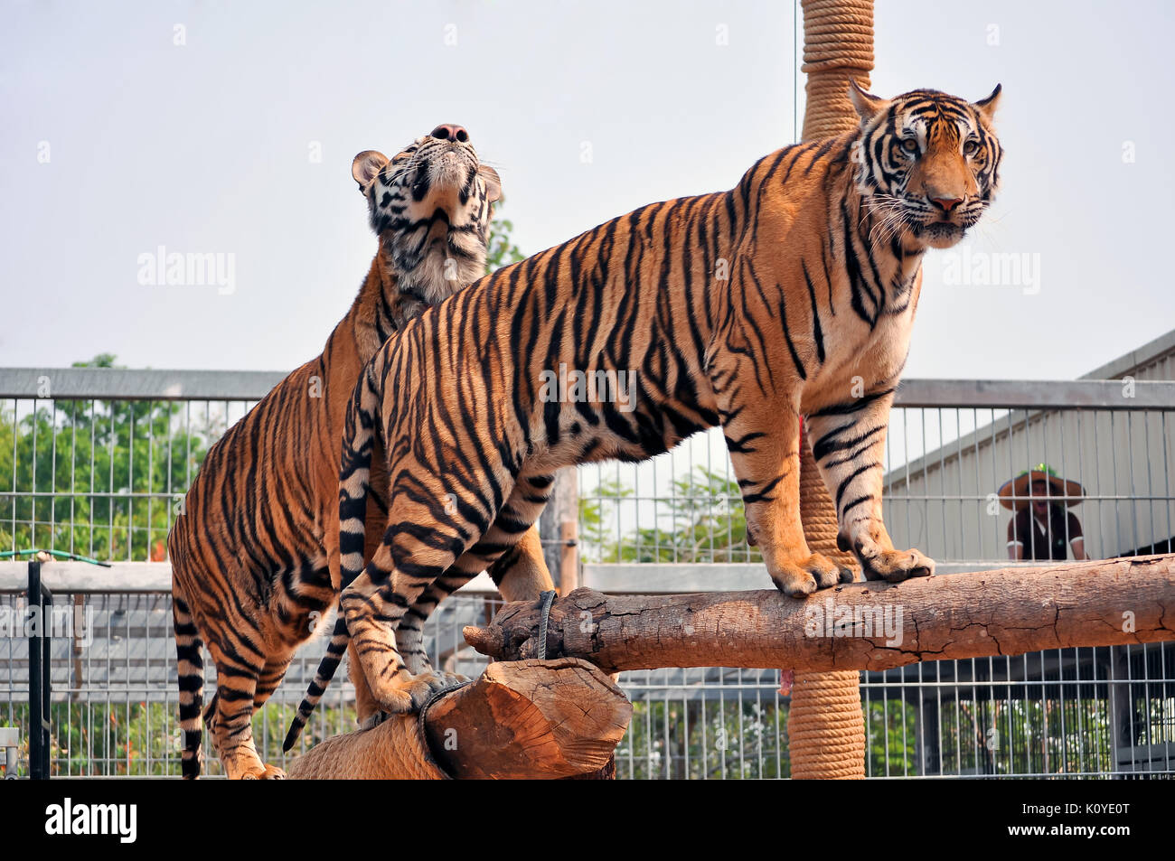 Tigers, like children and dogs, can be taught to modify their behavior ...