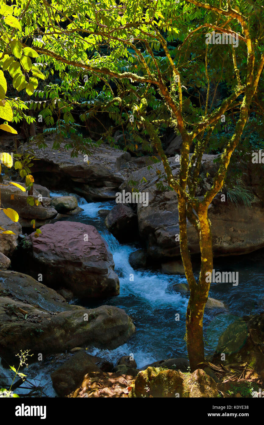 Jungle tree backlit by the side of a river Stock Photo - Alamy