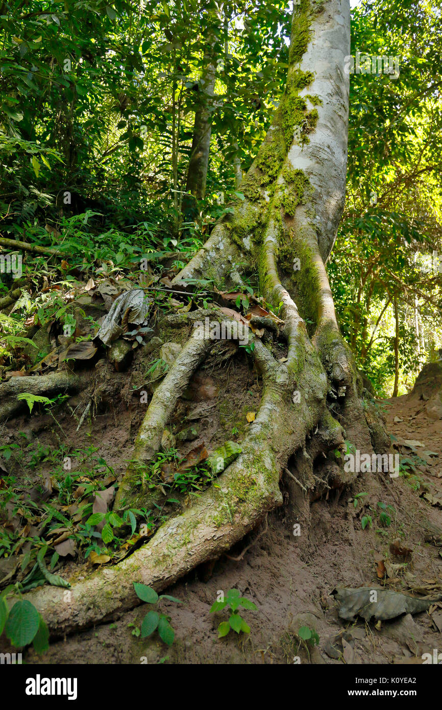 Tree and roots in the jungle Stock Photo - Alamy