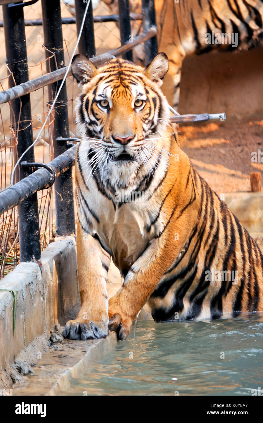 Dogs That Look Like Tigers