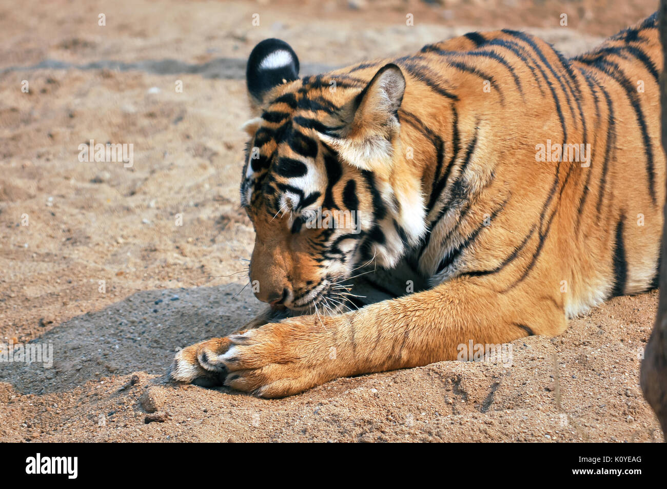 Sundarban face hi-res stock photography and images - Alamy
