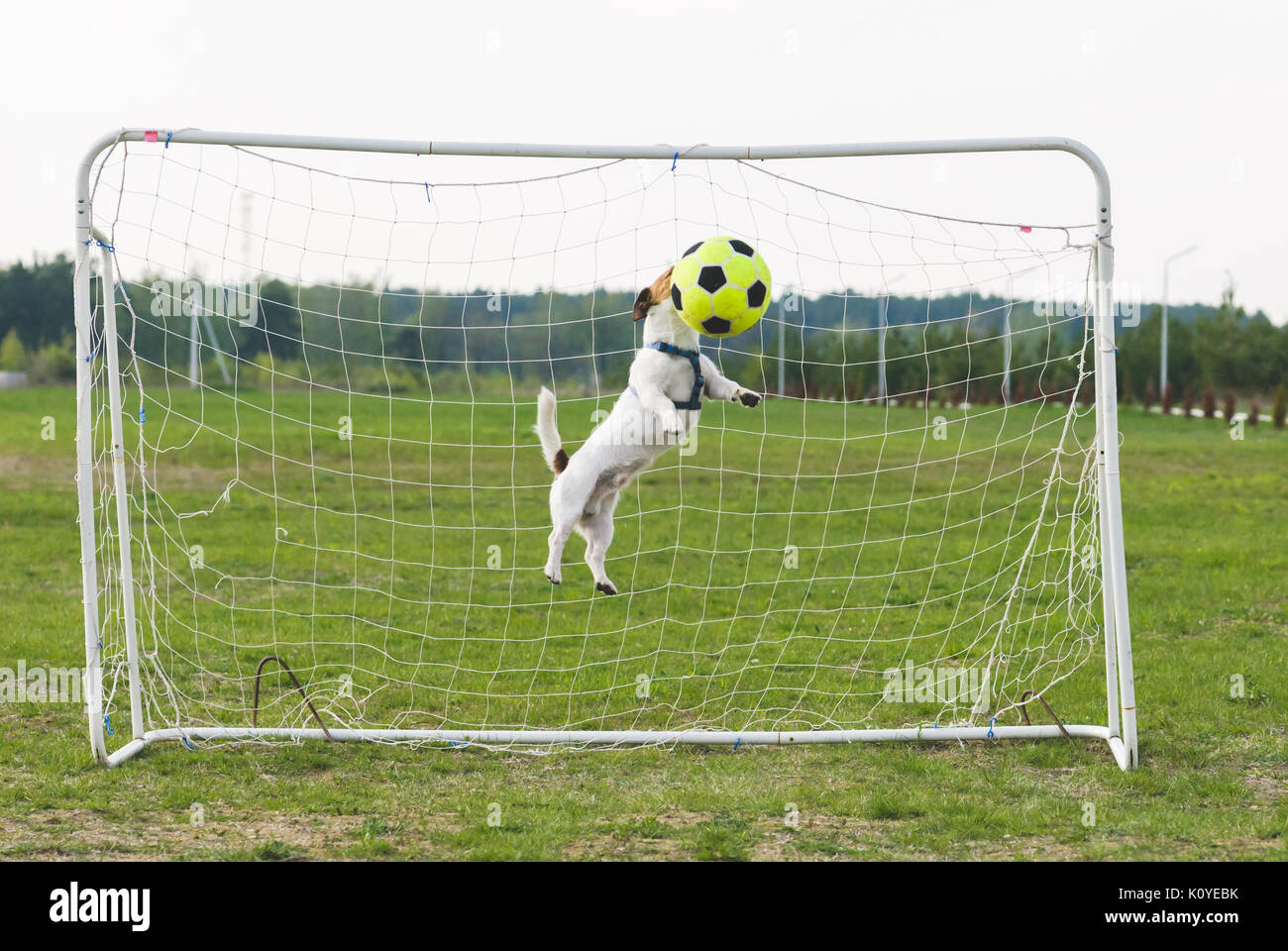 Jumping Dog strikes football ball by head Stock Photo - Alamy