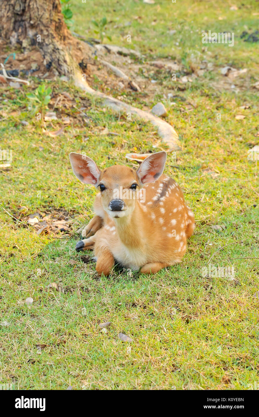 Baby sika deer is reddish-brown with white spots, and spends the first ...