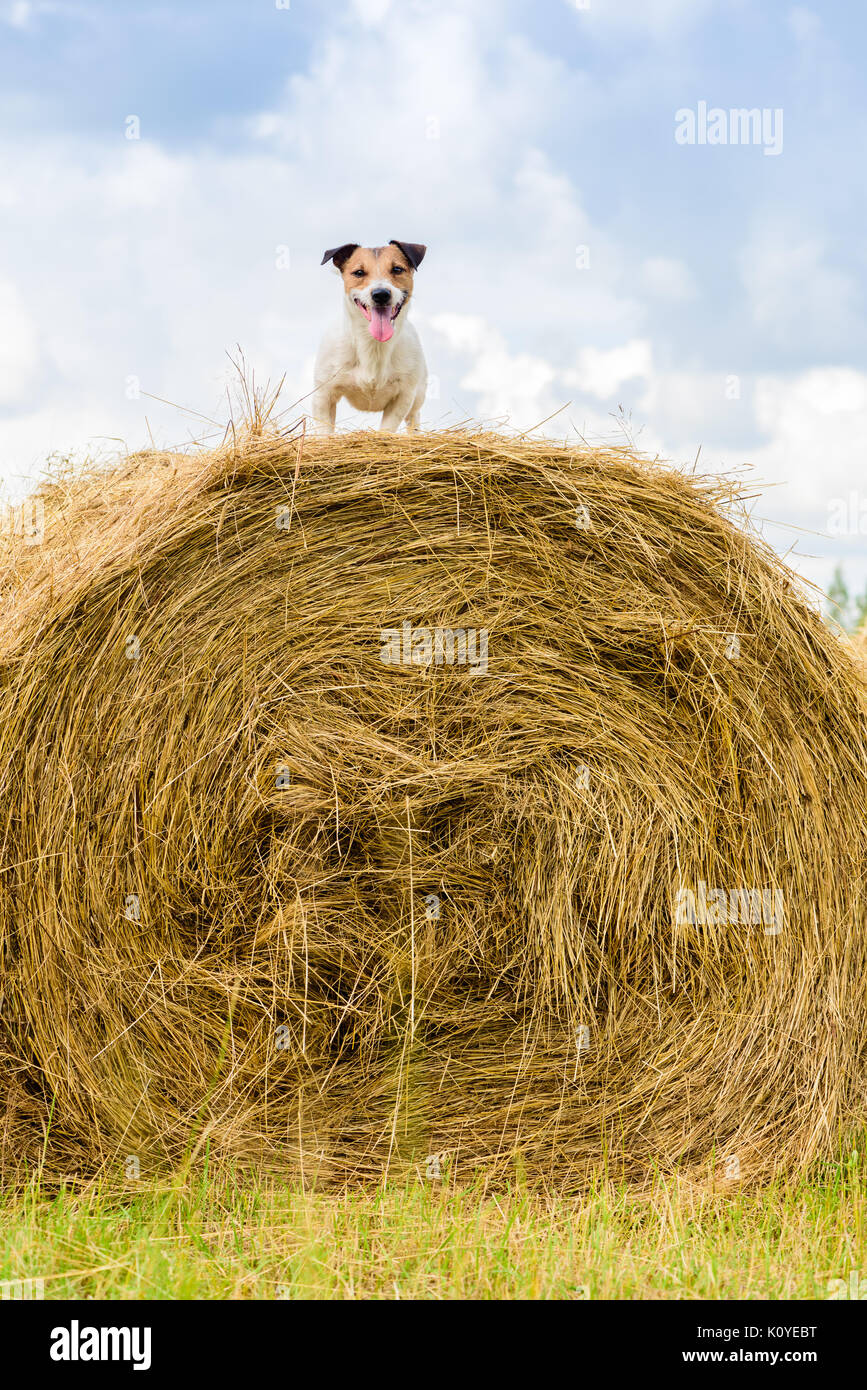 Dog Field Hay Wallpaper Dog Hay On The Field, Playful And Active