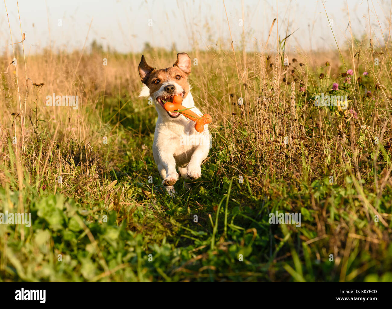 Energetic dog fetching toy bone Stock Photo - Alamy