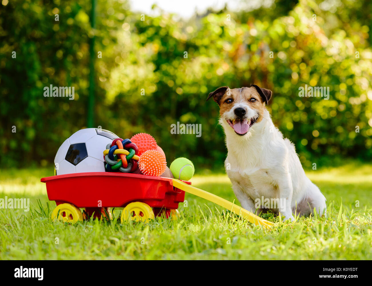 Happy dog sitting near wheelbarrow full of real treasures — various ...